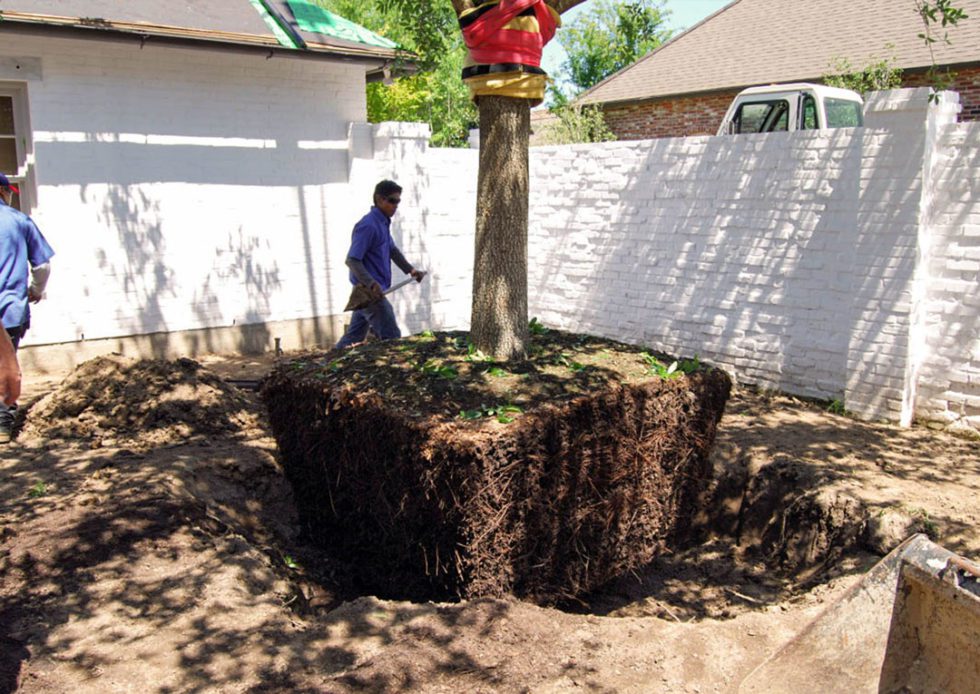 Large Container Grown Live Oaks | Gerald's Tree Farm